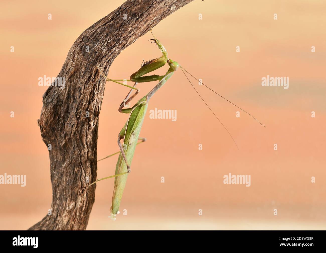 Praying Mantis High Resolution Stock Photography and Images - Alamy