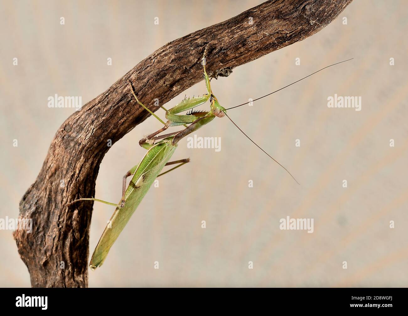 Praying Mantis High Resolution Stock Photography and Images - Alamy