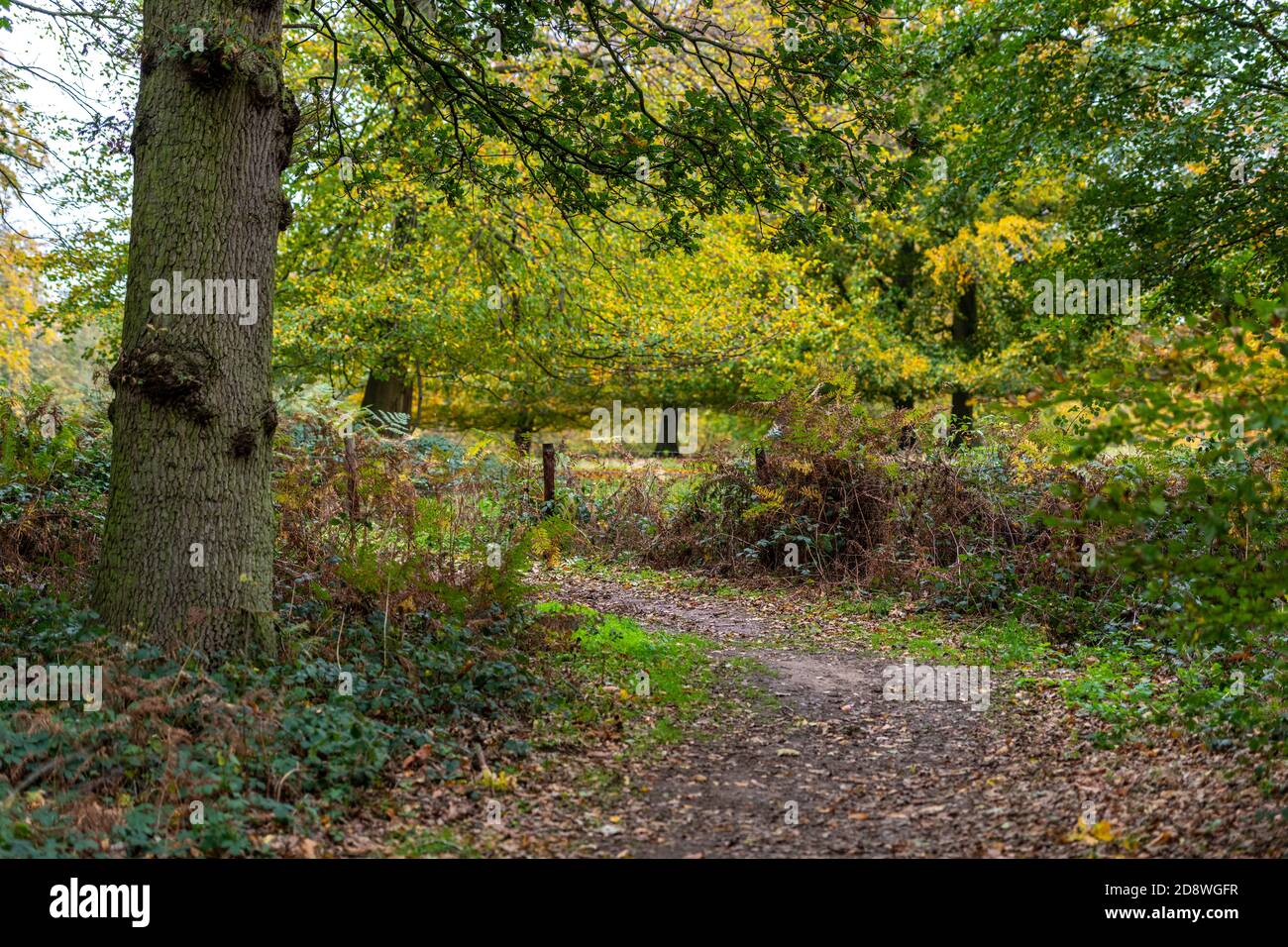 autumn woodland near blickling in norfolk om a seasonal colourful day ...