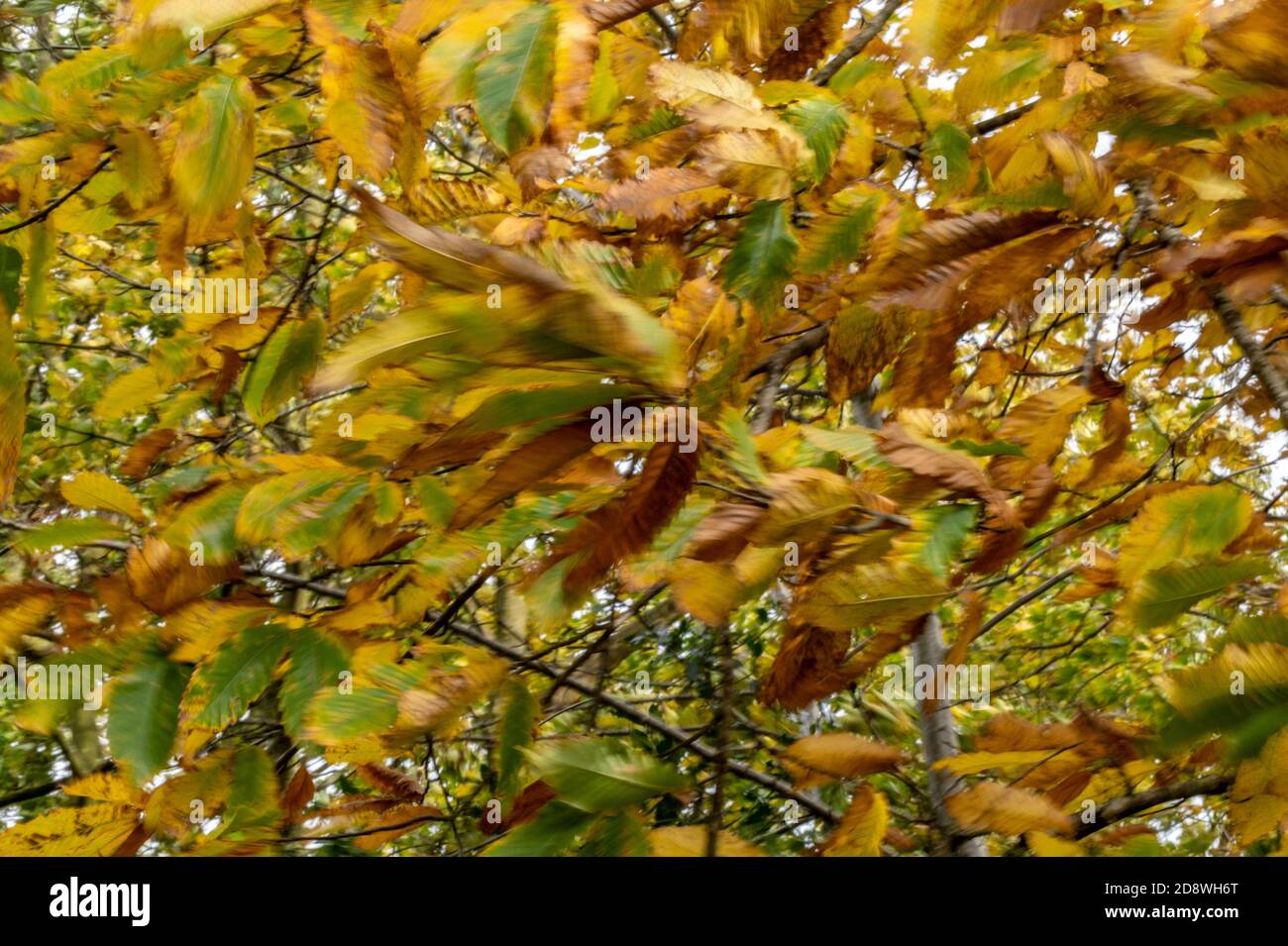 Rustling leaves hi-res stock photography and images - Alamy