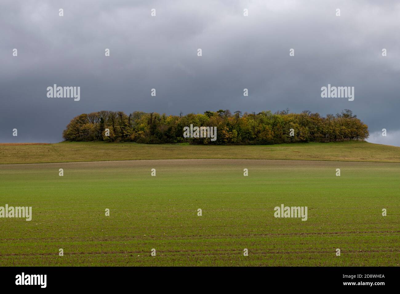 a stormy grey autumn stormy sky over a small clump of trees in the ...