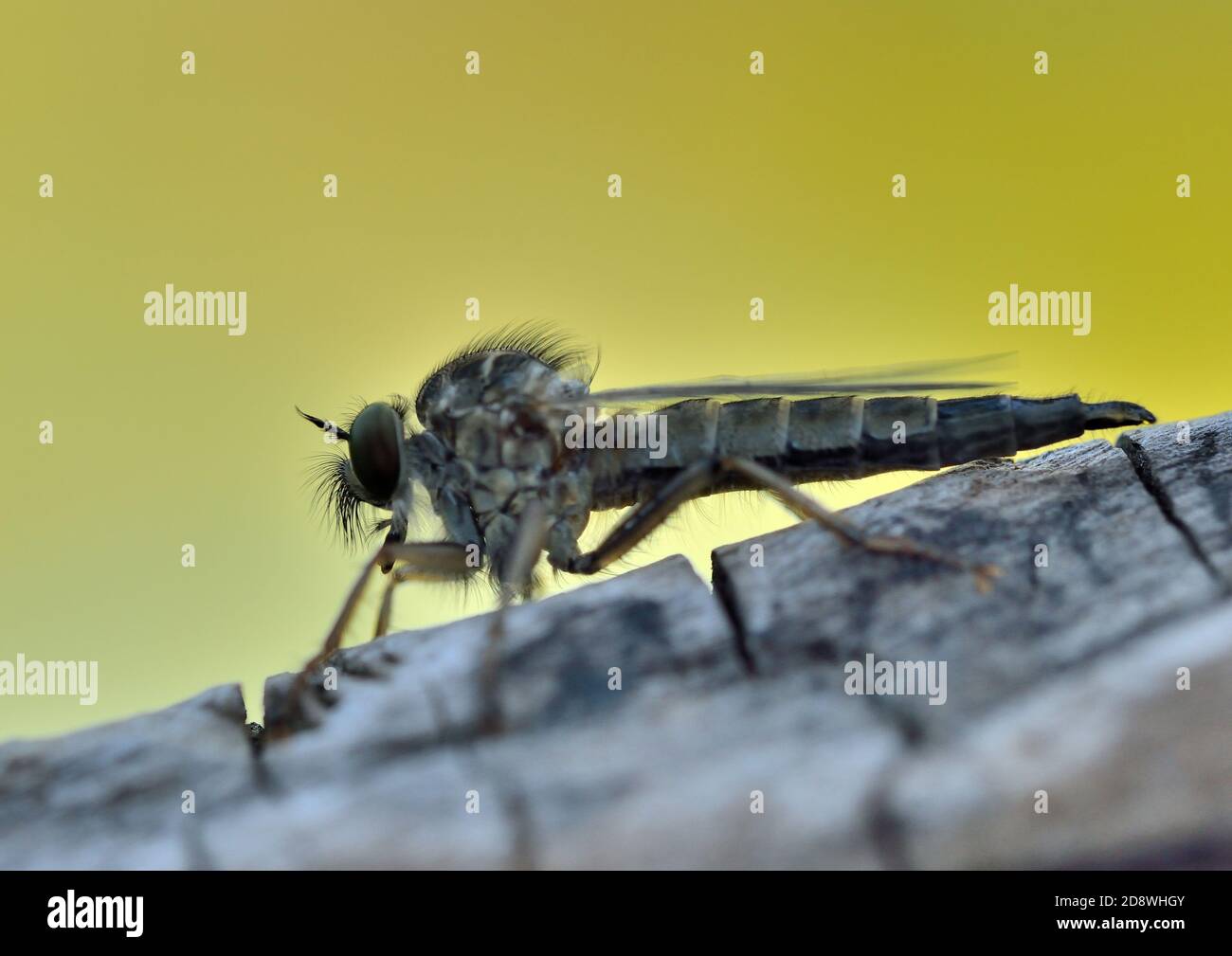 Flying Beetle High Resolution Stock Photography and Images - Alamy