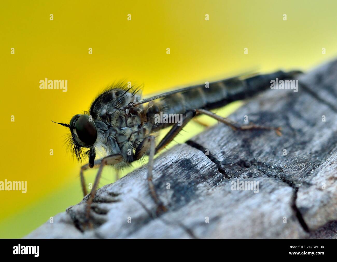 Flying Beetle High Resolution Stock Photography and Images - Alamy