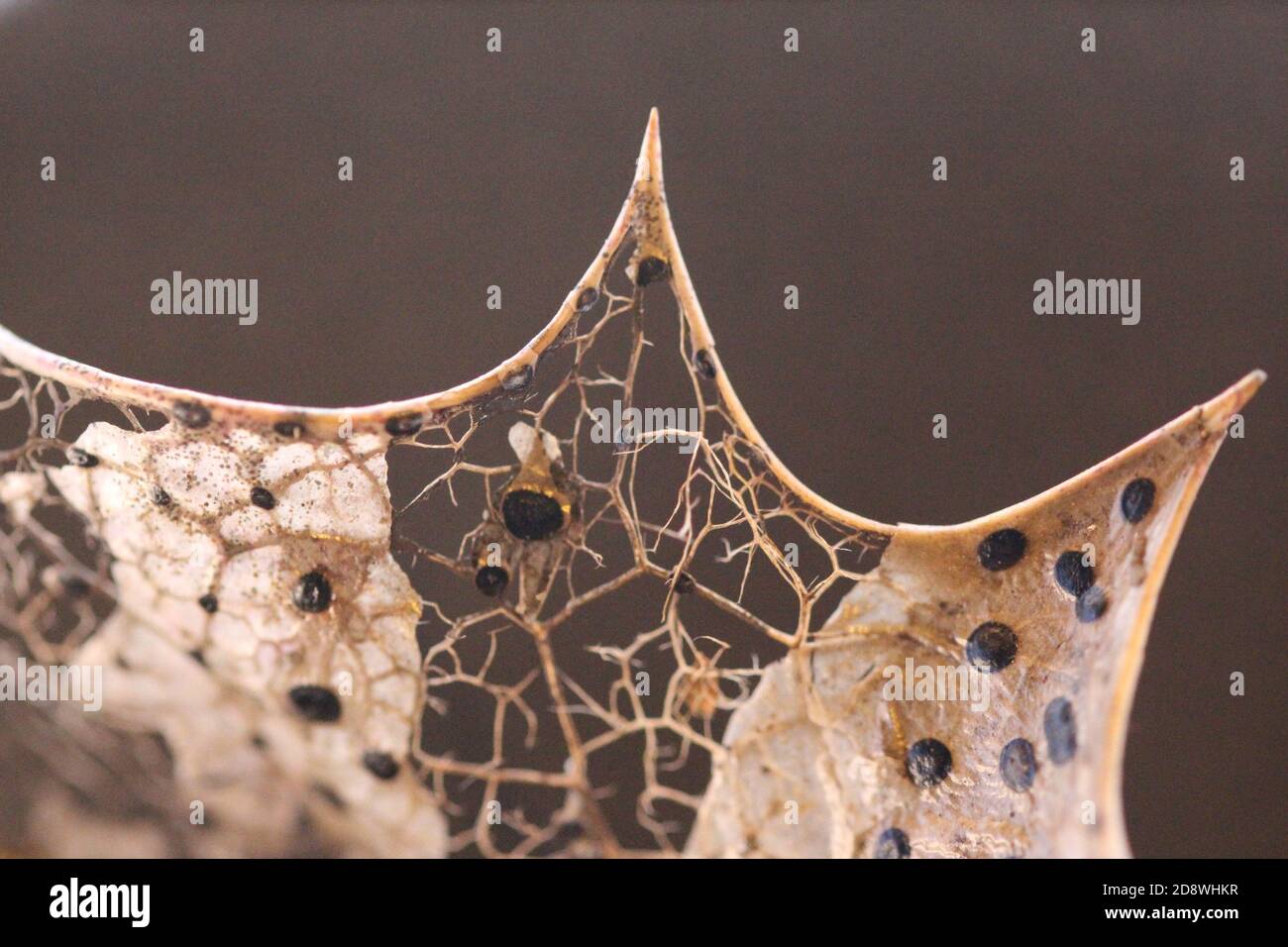 Leaf skeleton hi-res stock photography and images - Alamy