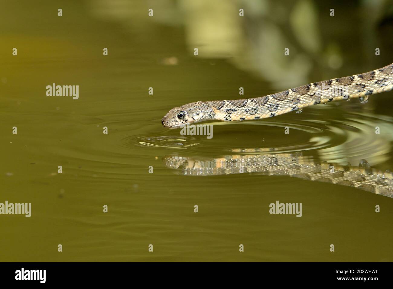 Asp Snake High Resolution Stock Photography and Images - Alamy