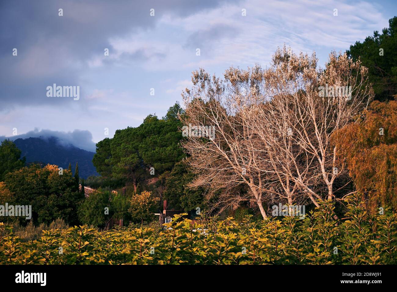 Autumn tree landscape, cloudy sky, fall colors Stock Photo - Alamy