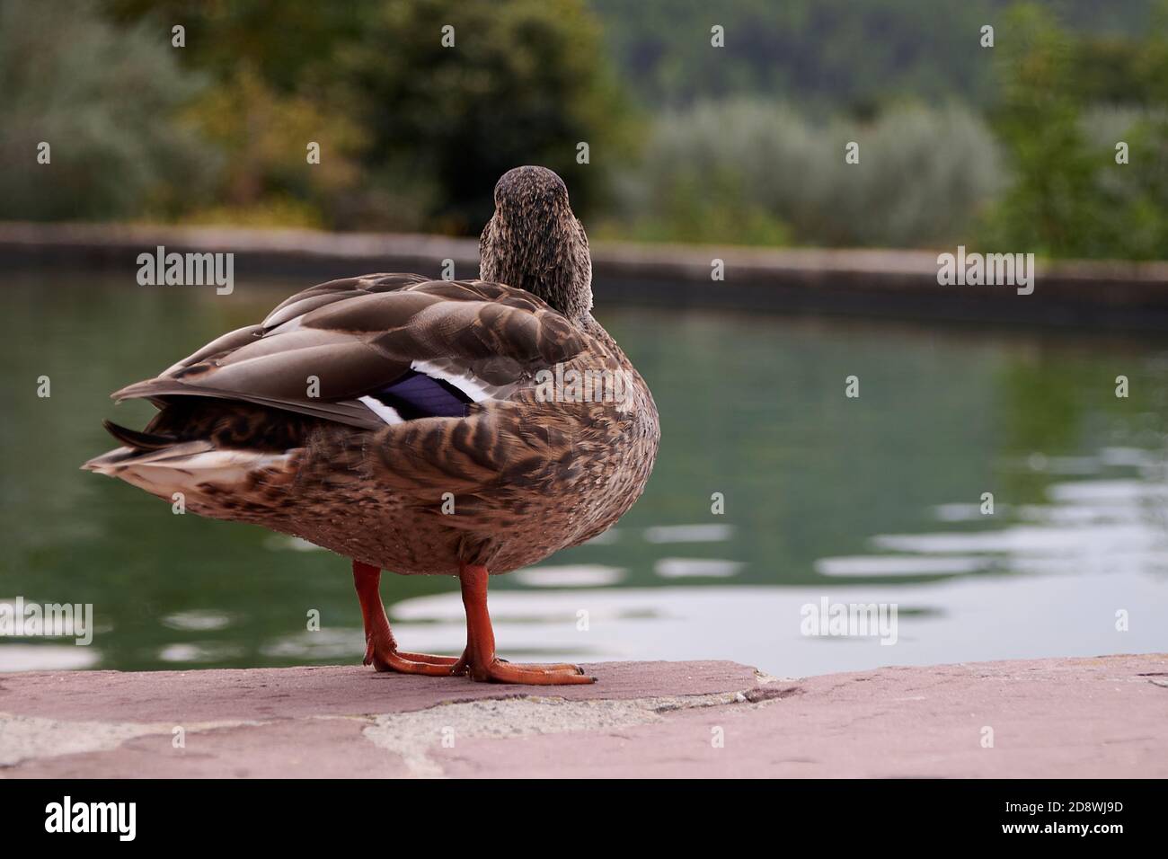 Duck from behind hi-res stock photography and images - Alamy