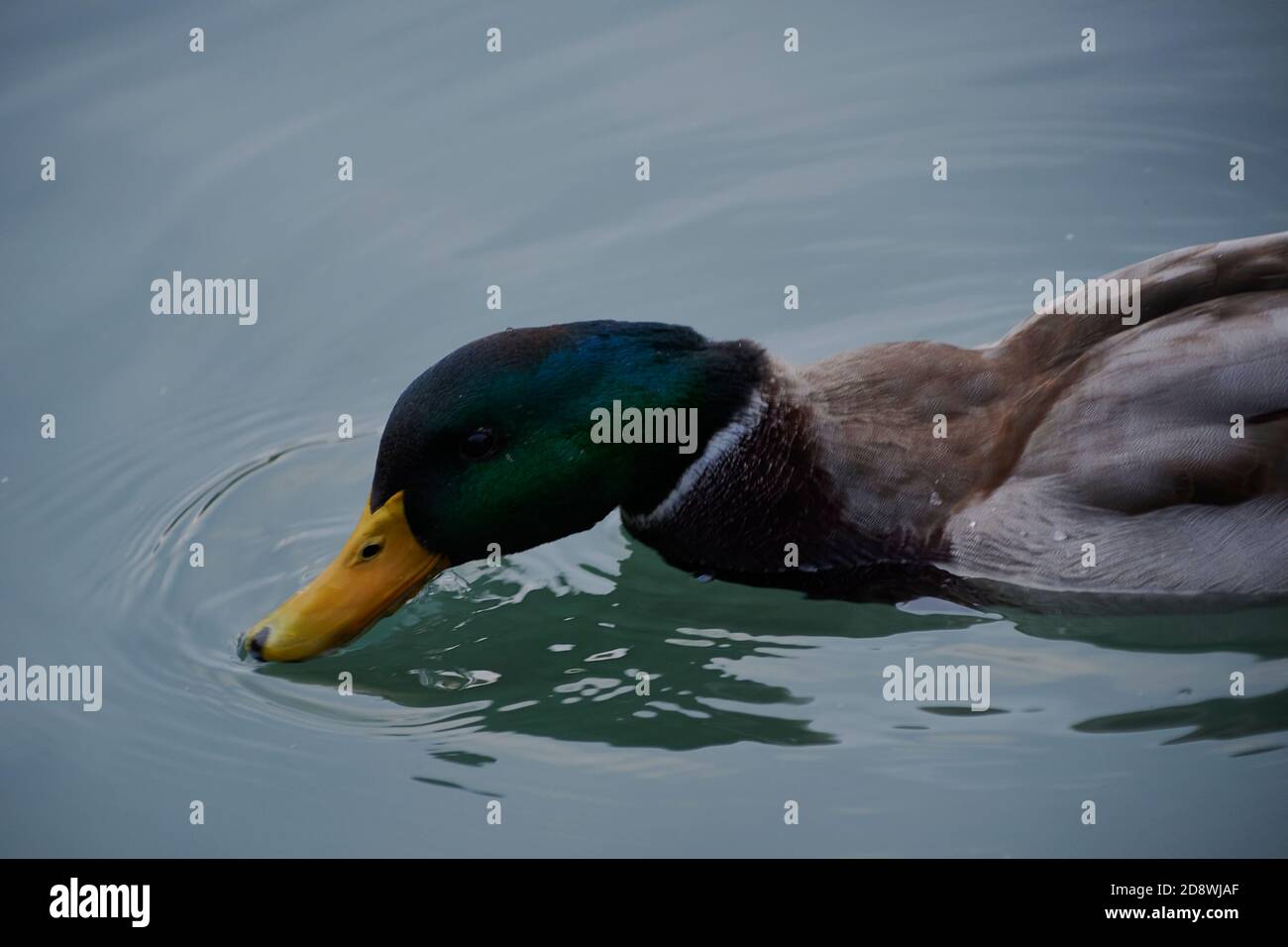 Duck with its beak in the water swimming in a lake, close-up, detail ...