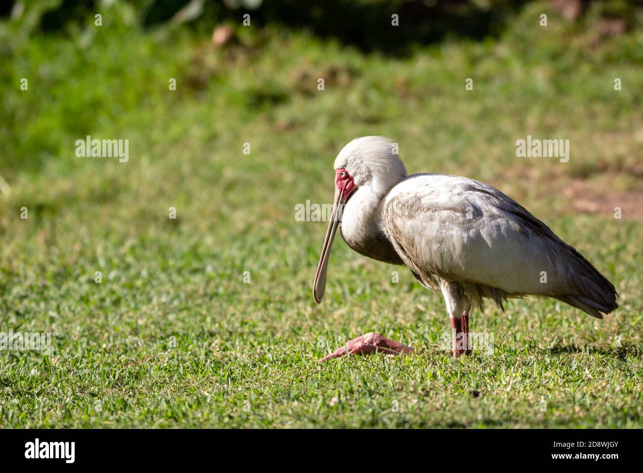 African spoon bill bird sitting in the sun, side view Stock Photo - Alamy