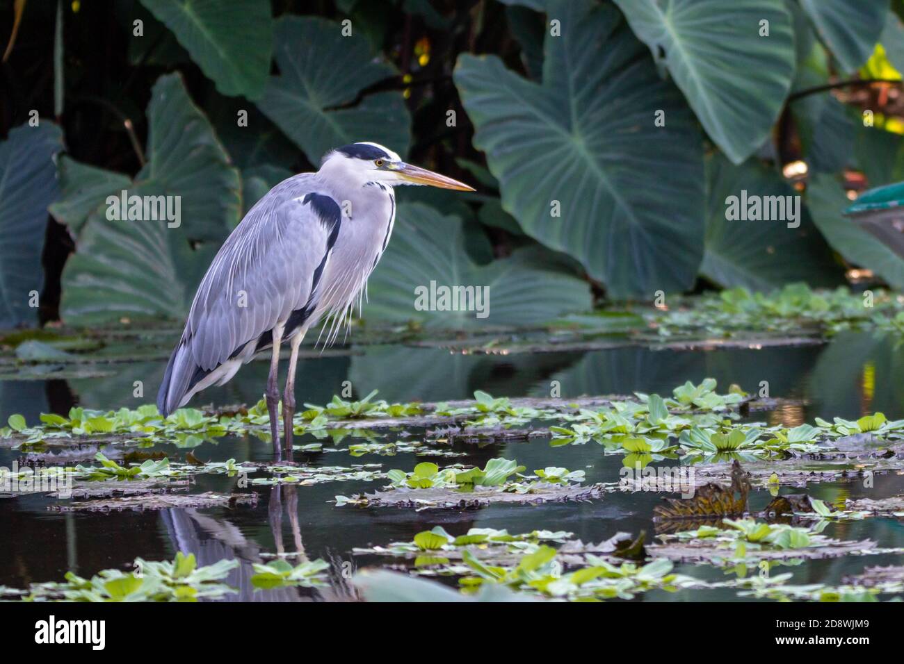 Grey heron a bird of wetland area wading in the water shallows standing ...
