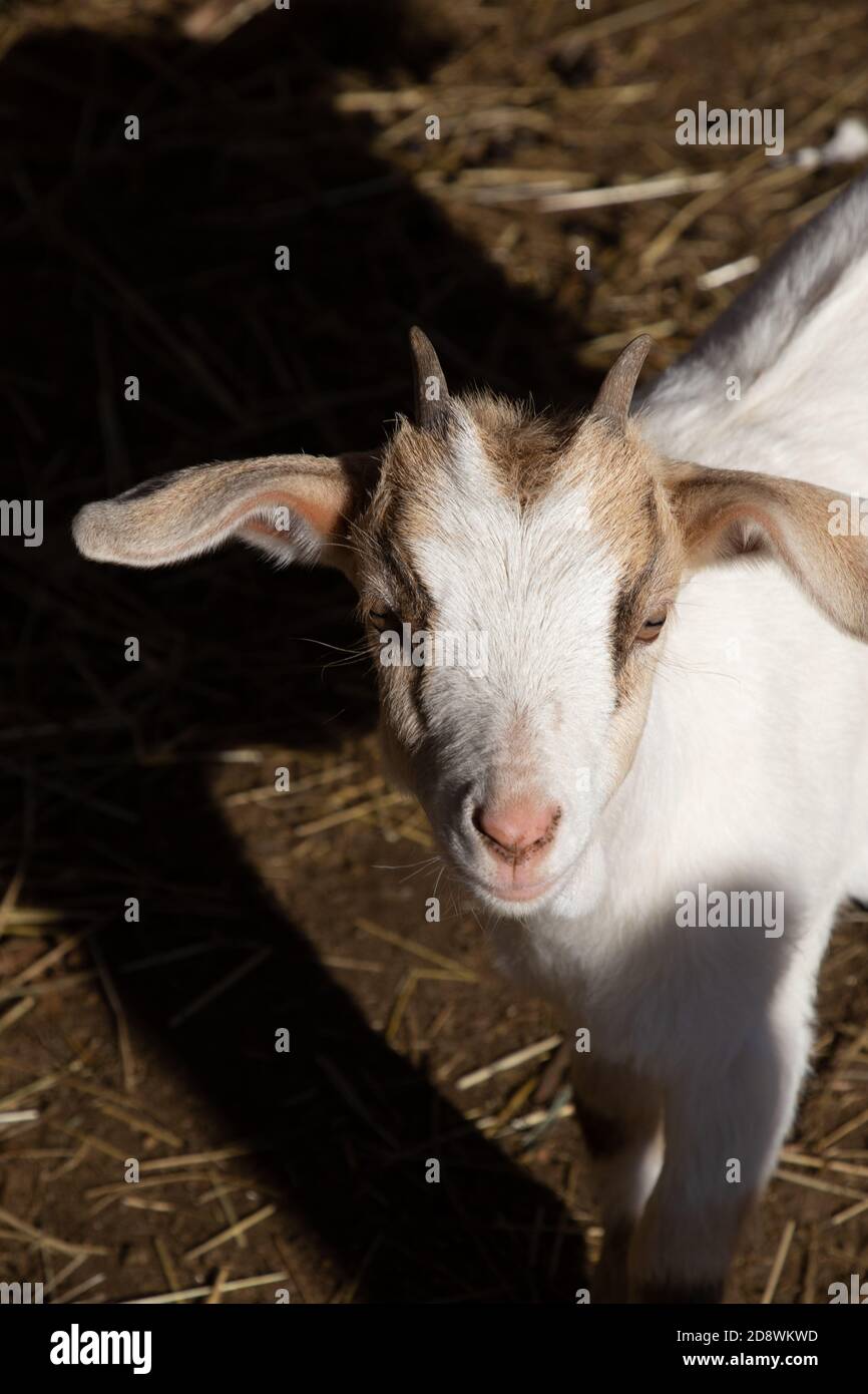 Miniature goats hi-res stock photography and images - Alamy