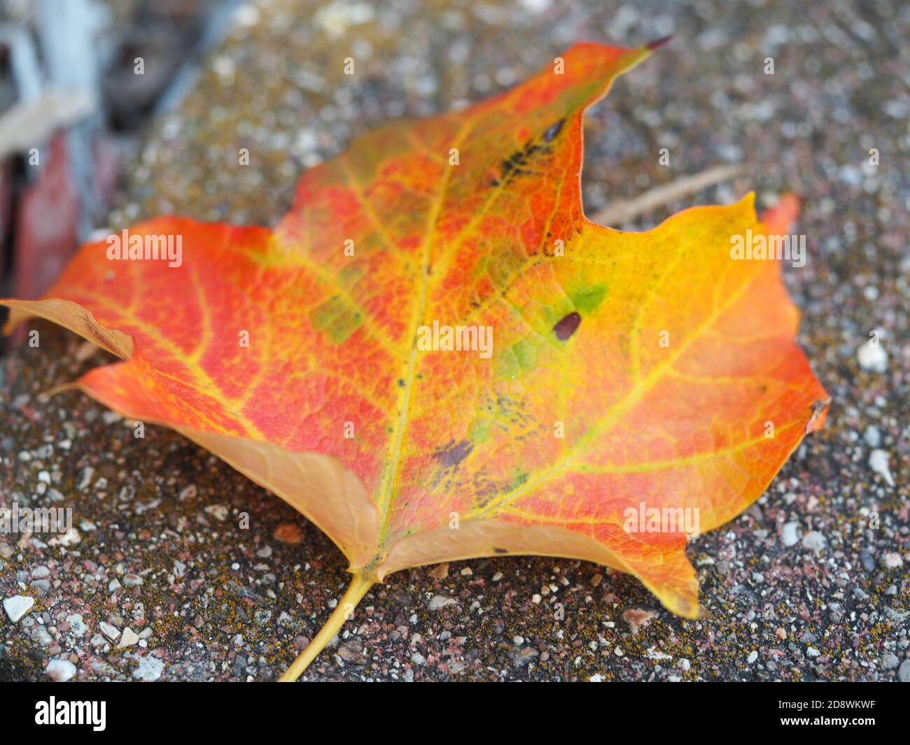 Life of leaf hi-res stock photography and images - Alamy