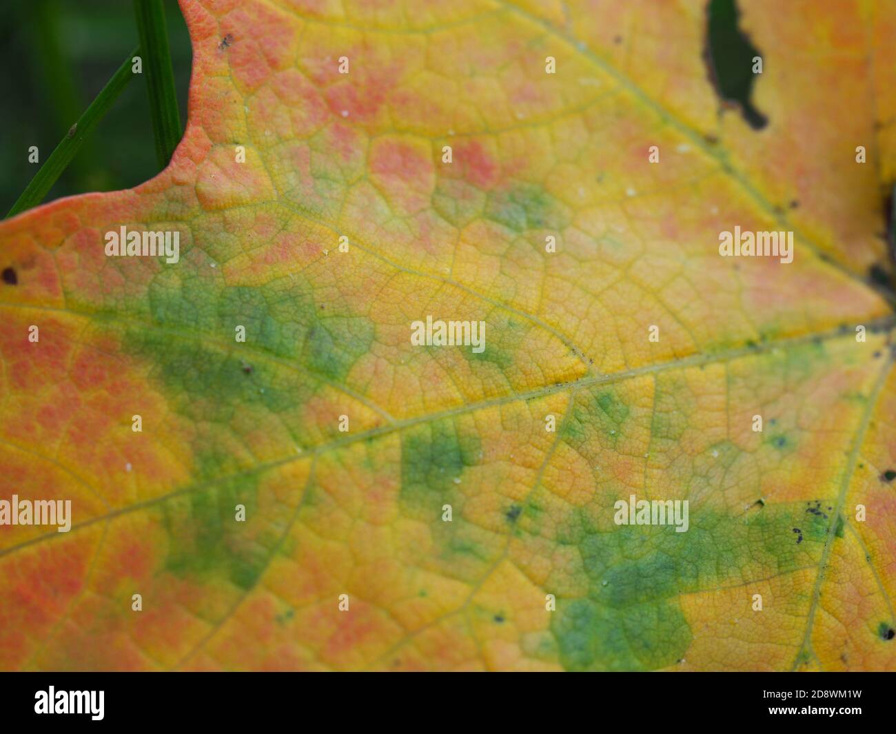 Life cycle of leaf hi-res stock photography and images - Alamy
