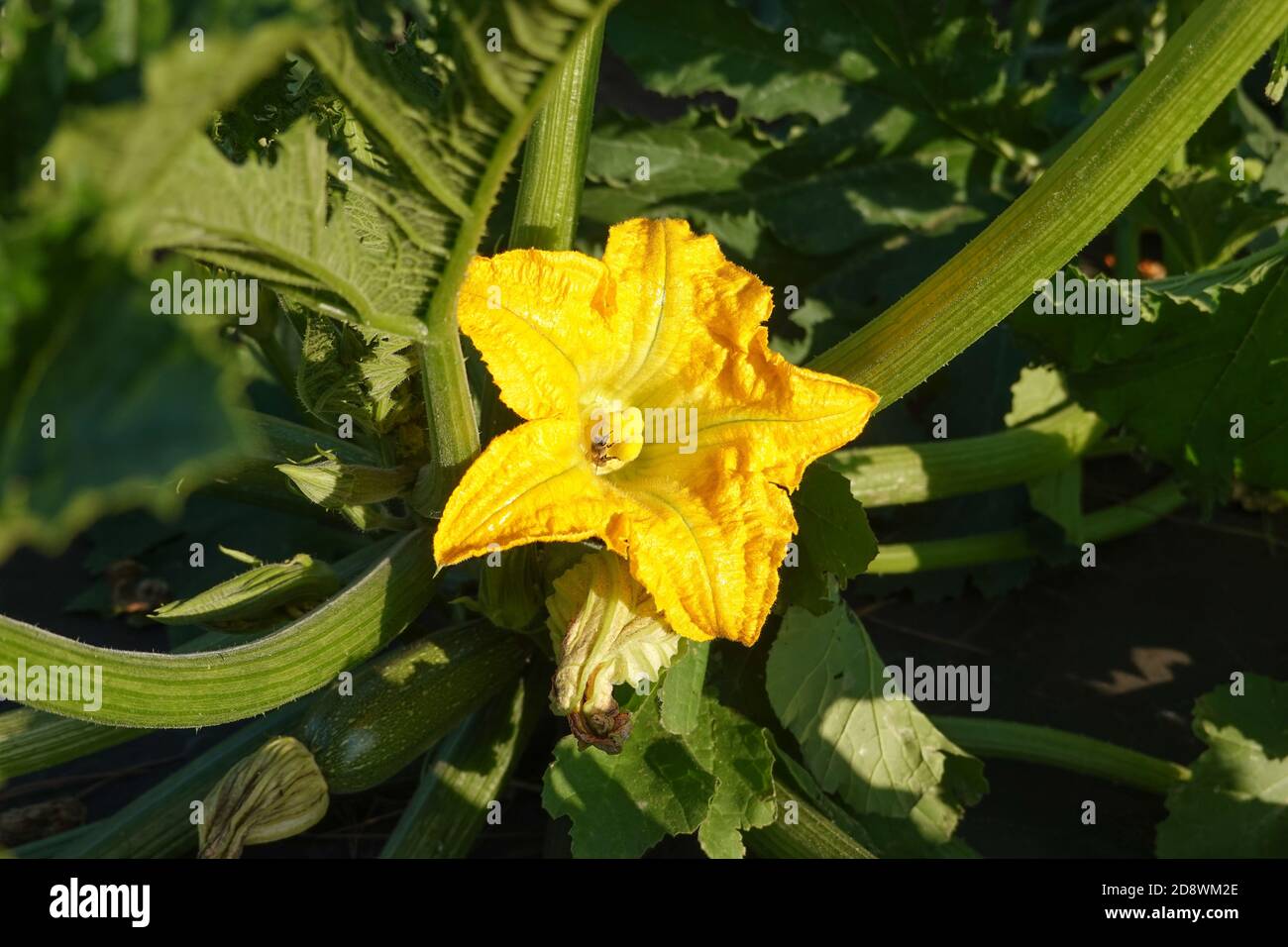 Zucchini plant flower hi-res stock photography and images - Alamy