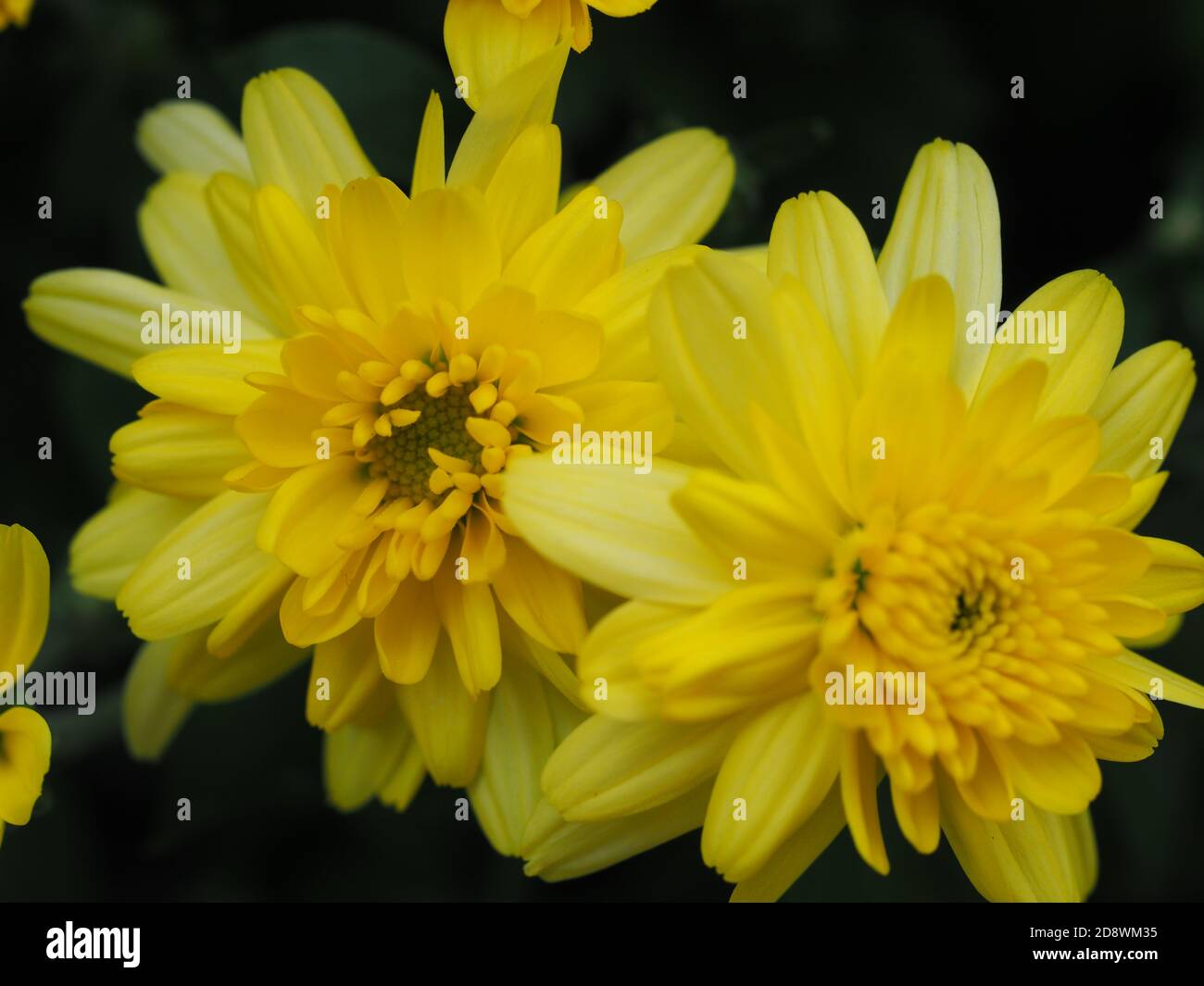 Outdoor mums hi-res stock photography and images - Alamy