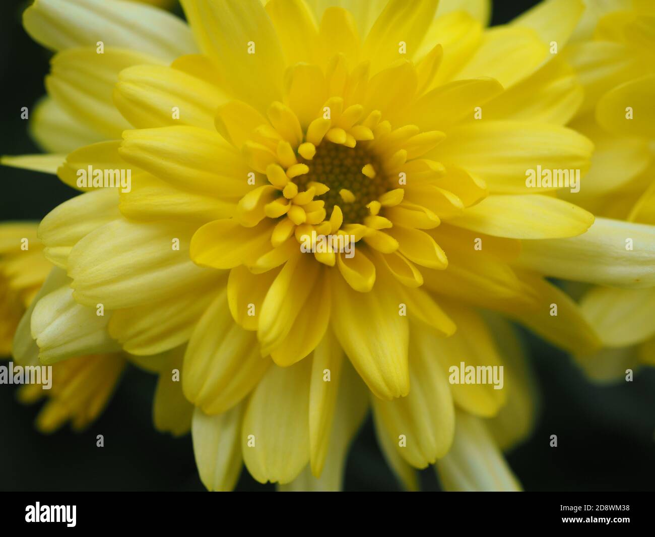 Blooming Yellow Mums up close Stock Photo - Alamy