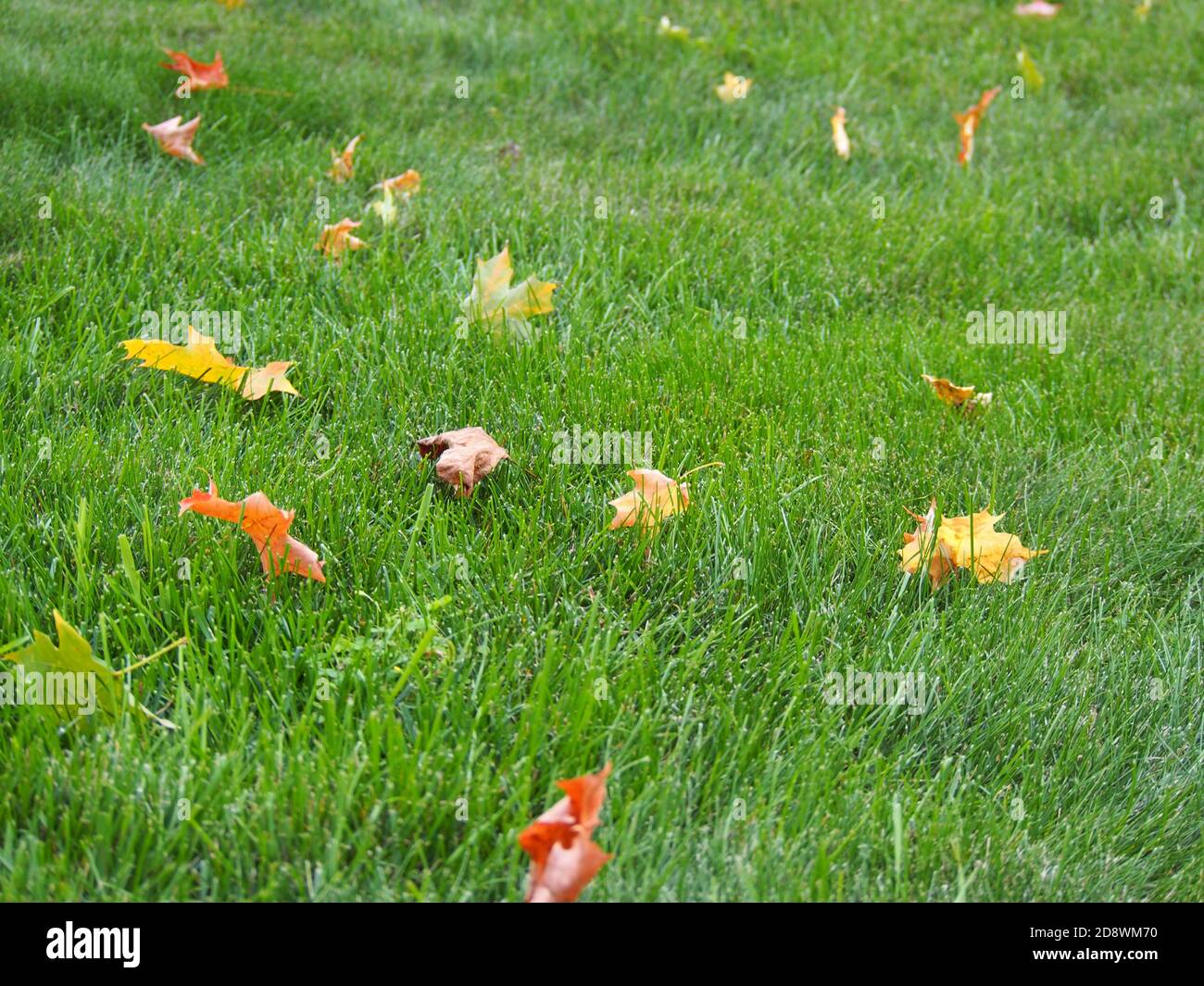 Leaf strewn ground hi-res stock photography and images - Alamy