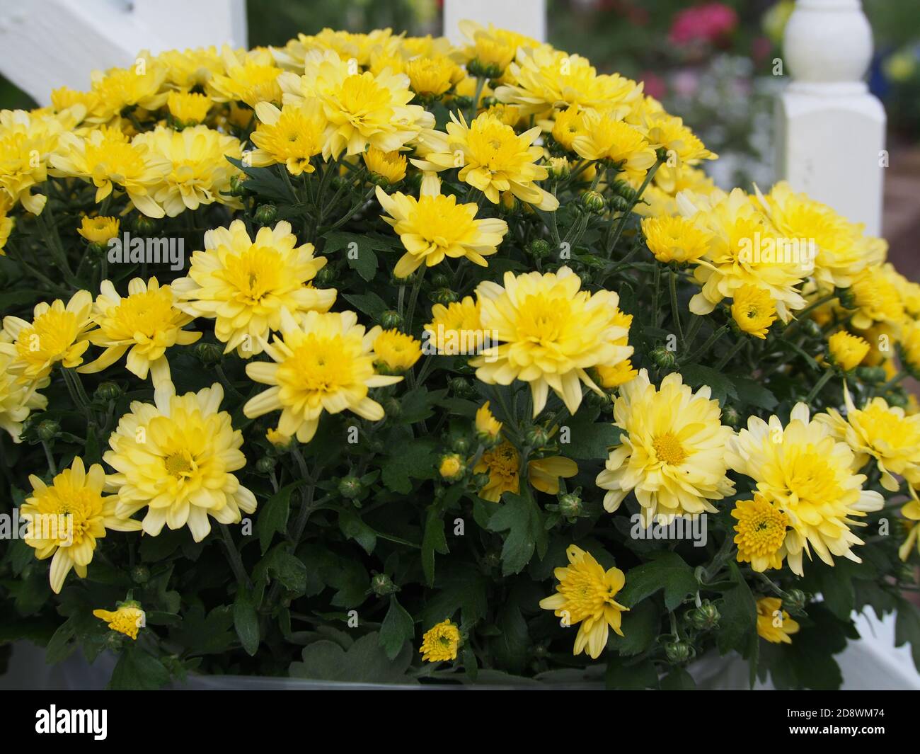 Blooming Yellow Mums up close Stock Photo - Alamy