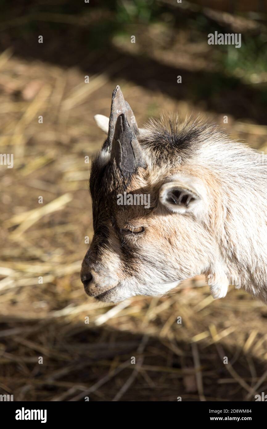Miniature Goats Stock Photo - Alamy