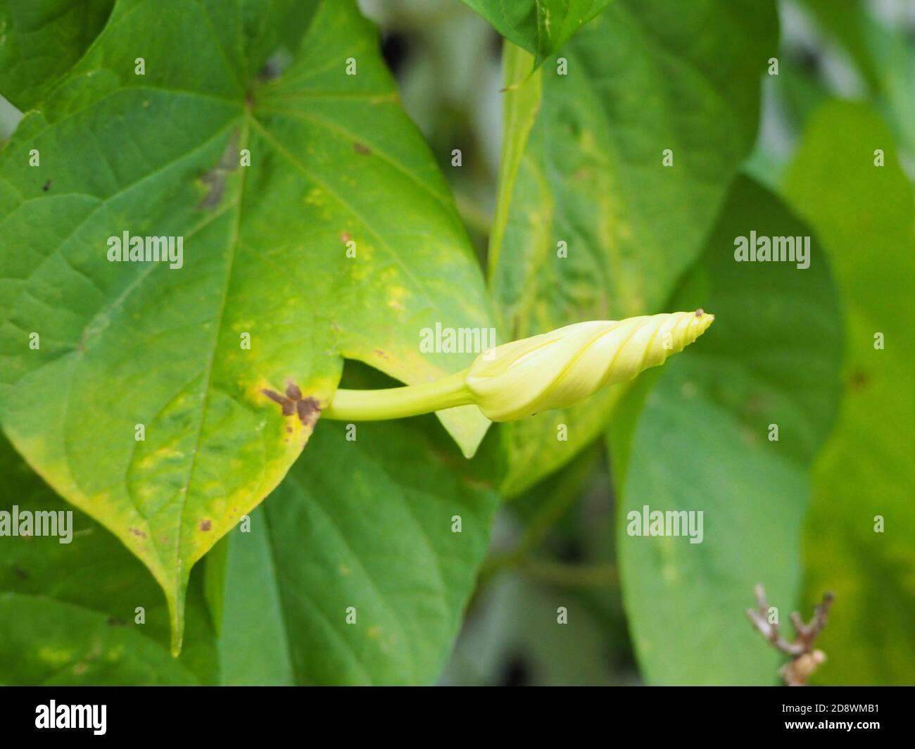 Moon flower hi-res stock photography and images - Alamy