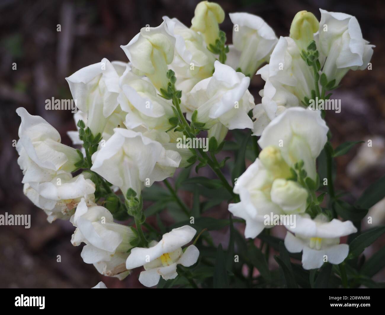 Snap dragon hi-res stock photography and images - Alamy