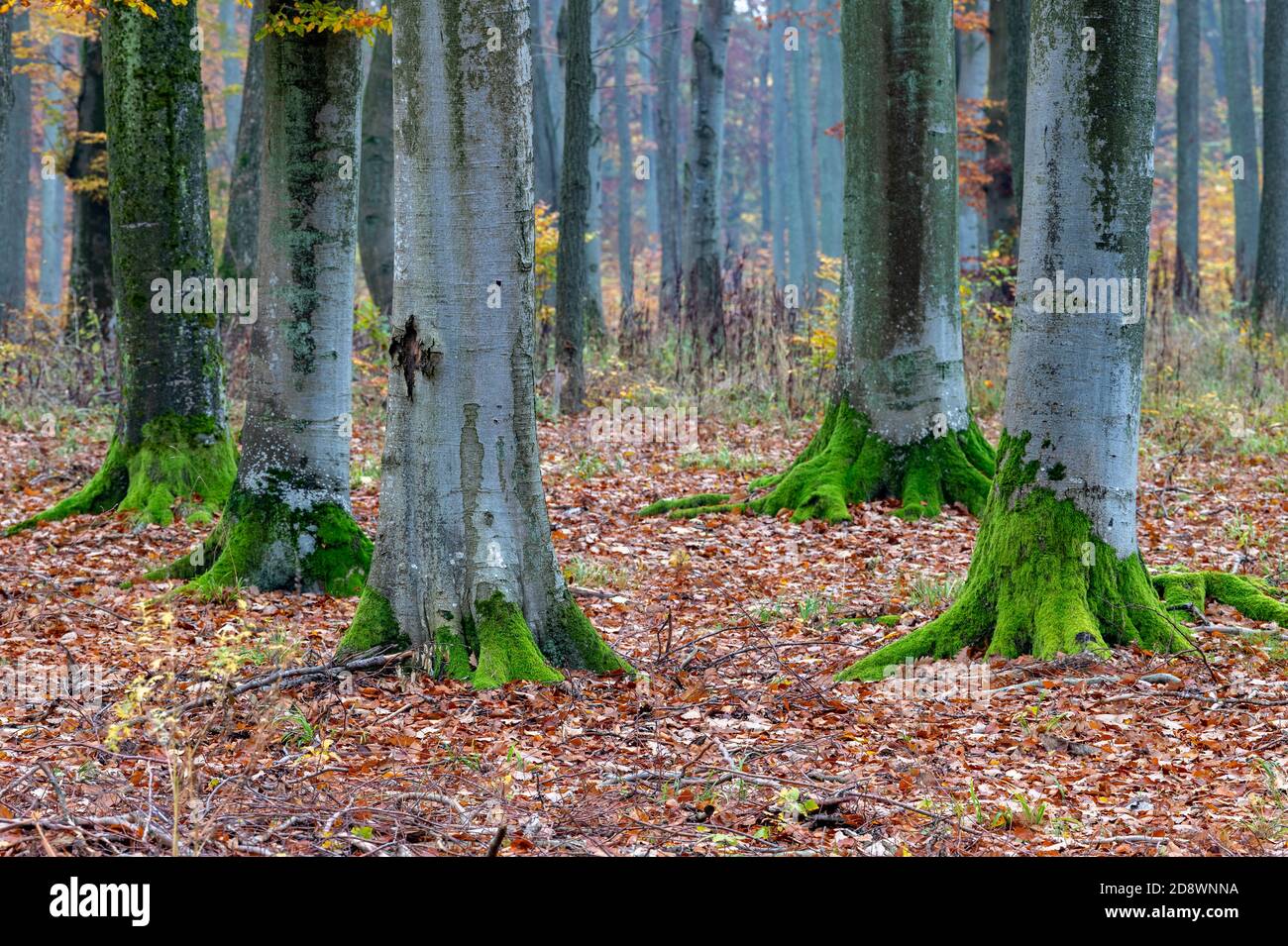 Deciduous moss covered with moss. Old trees in the high forest. Autumn ...