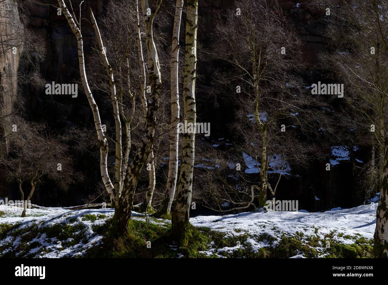 Birch Trees In Snow At Night