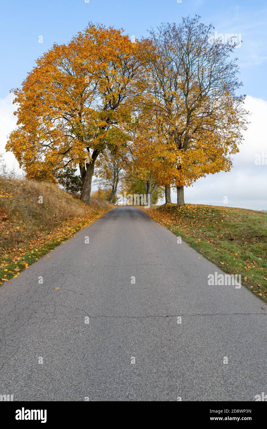Asphalt road leading between trees. Deciduous trees growing by the road ...
