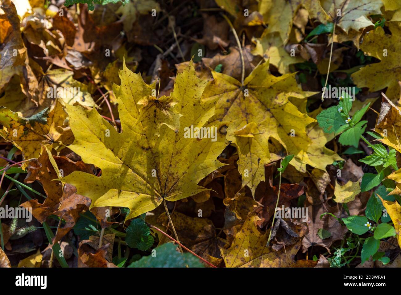 Autumn in the park, yellow leaves. Sunny day. Golden autumn in the ...