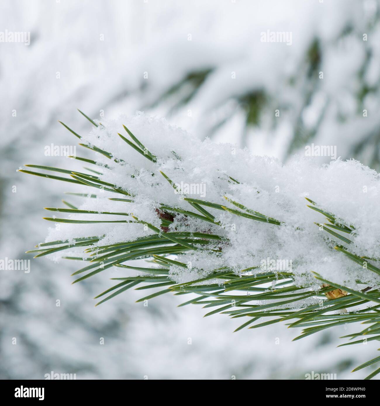 Pinus sylvestris branch hi-res stock photography and images - Alamy
