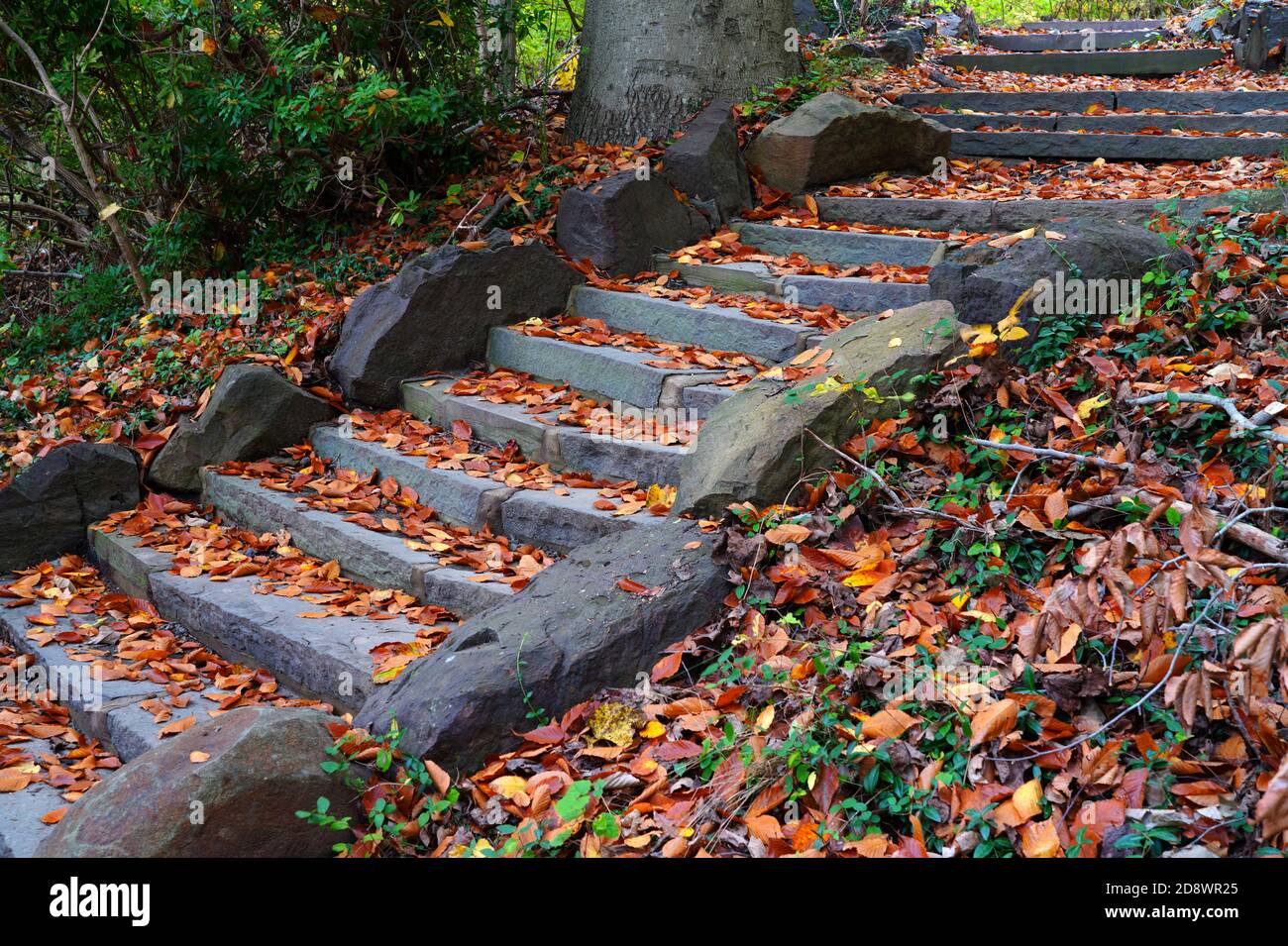 Steps covered with foliage on a stone staircase in the woods Stock ...