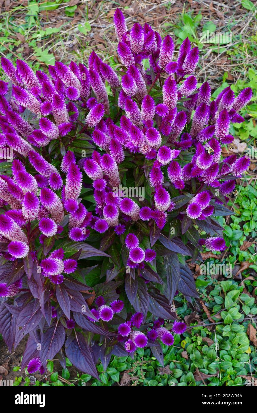 Pink spikes of celosia flowers in bloom in the fall Stock Photo - Alamy