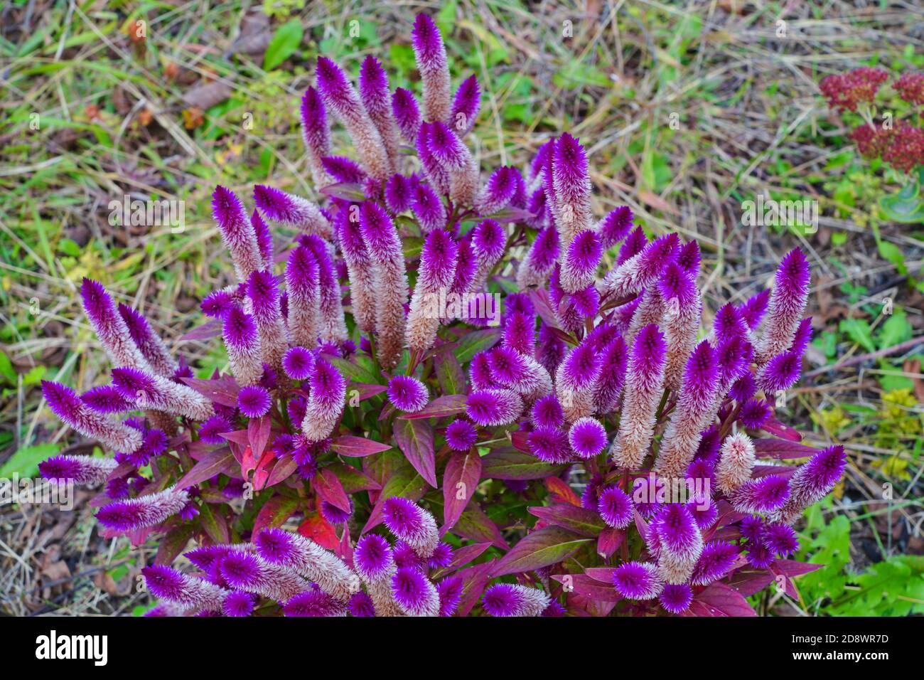 Pink spikes of celosia flowers in bloom in the fall Stock Photo - Alamy