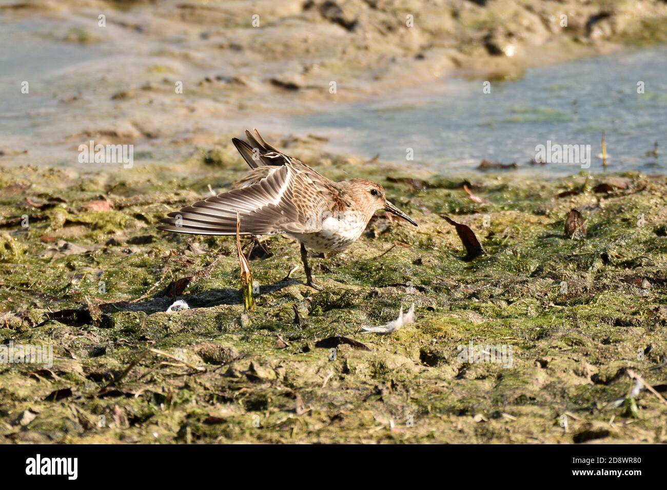 Juvenile Dunlin stretching its wing in the sunshine at the edge of ...