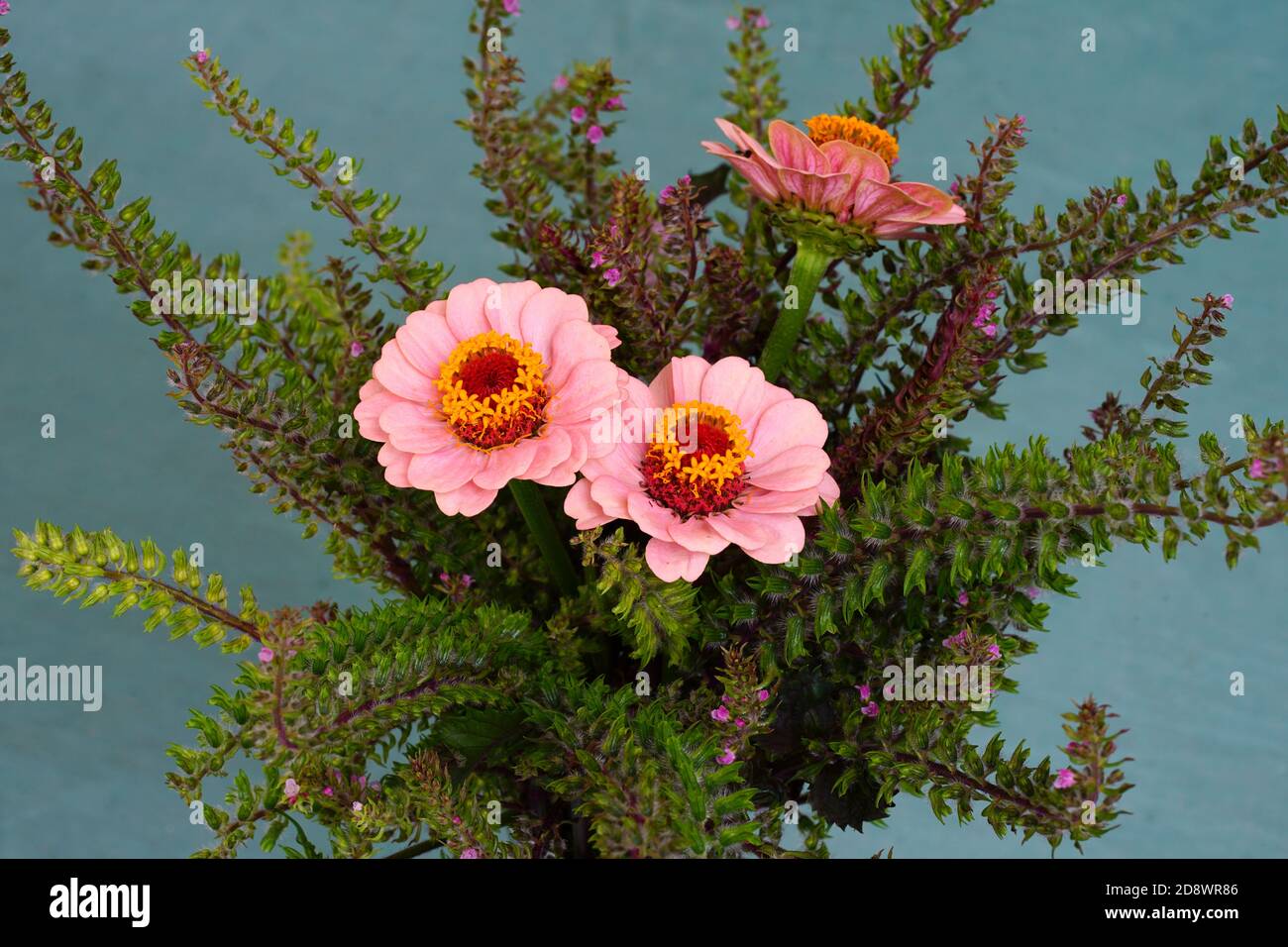 A floral arrangement with pink zinnia flowers and spikes of purple ...