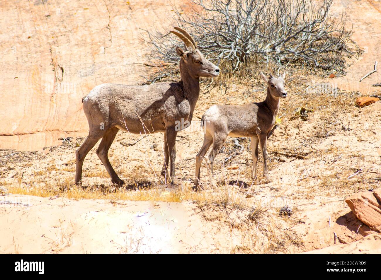 Photo of Zion National Park in Utah, USA. Bighorn sheep Stock Photo - Alamy