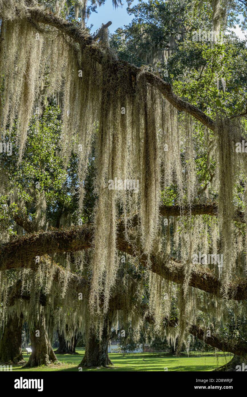 Rice Plantation Hofwyl-Broadfield Plantation Stock Photo - Alamy