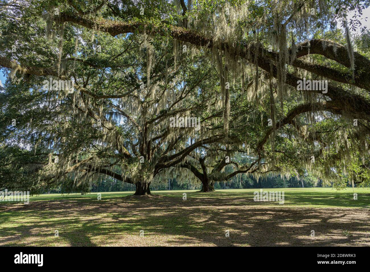 Rice Plantation Hofwyl-Broadfield Plantation Stock Photo - Alamy