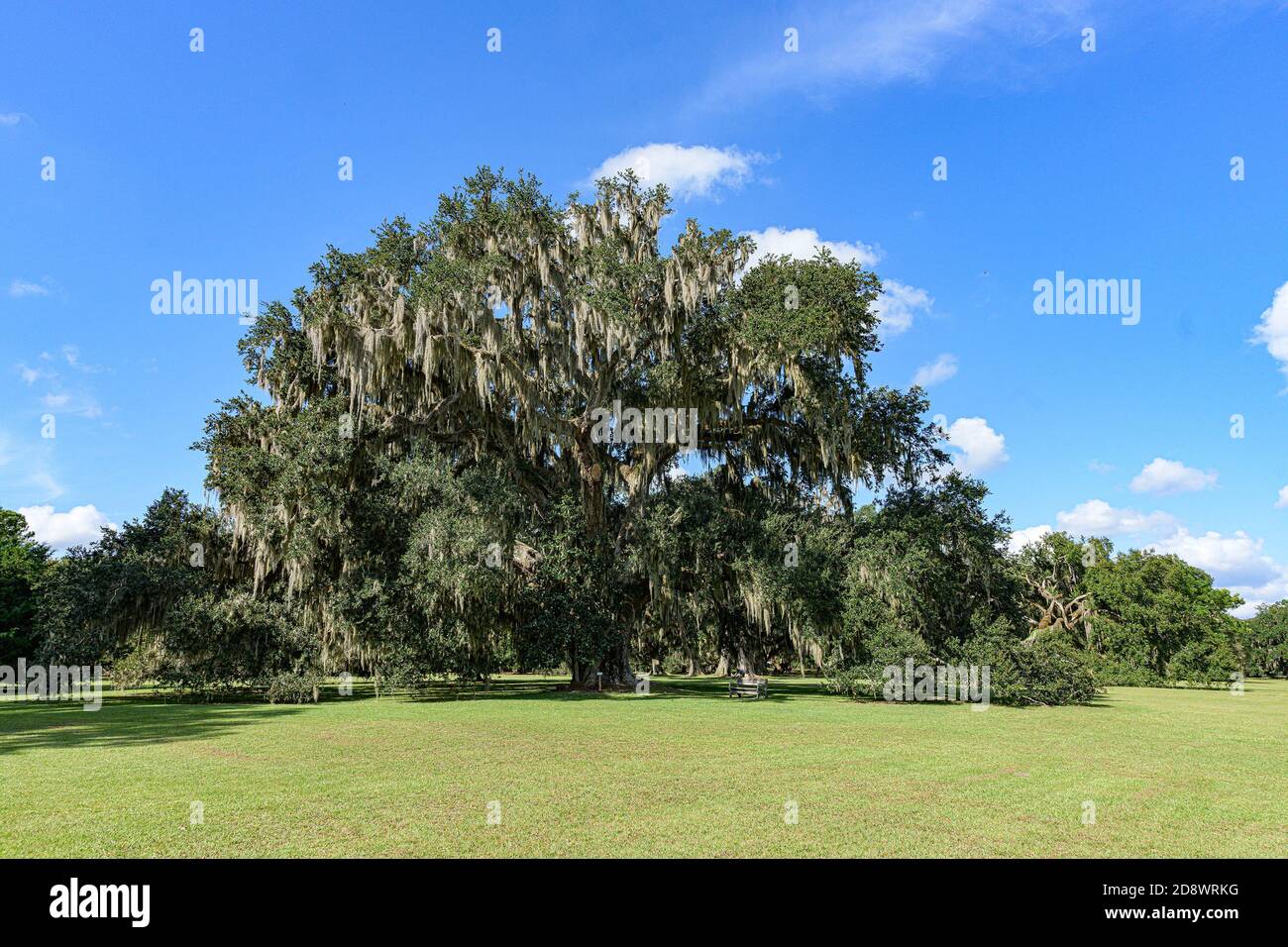 Rice Plantation Hofwyl-Broadfield Plantation Stock Photo - Alamy