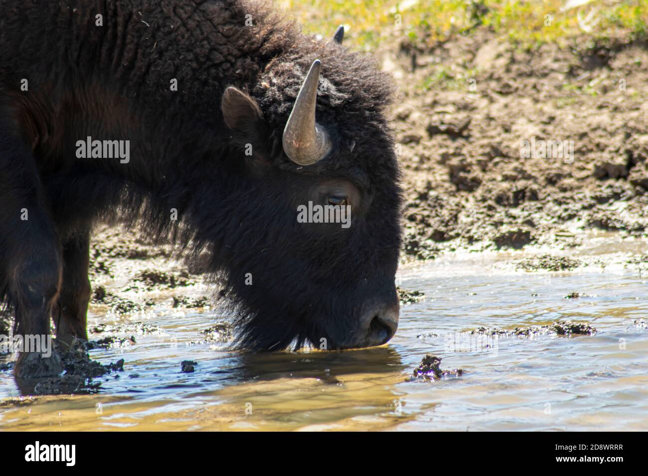Photo of a bison drinking from the river Stock Photo - Alamy