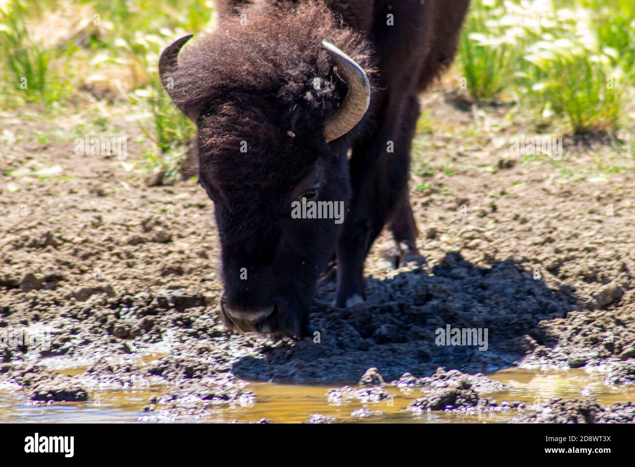 Bull bison drinking water hi-res stock photography and images - Alamy
