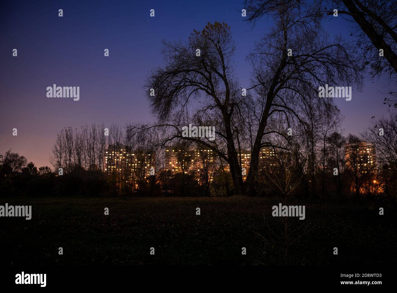 A beautiful tree with a spreading crown at night in the park. Glowing ...