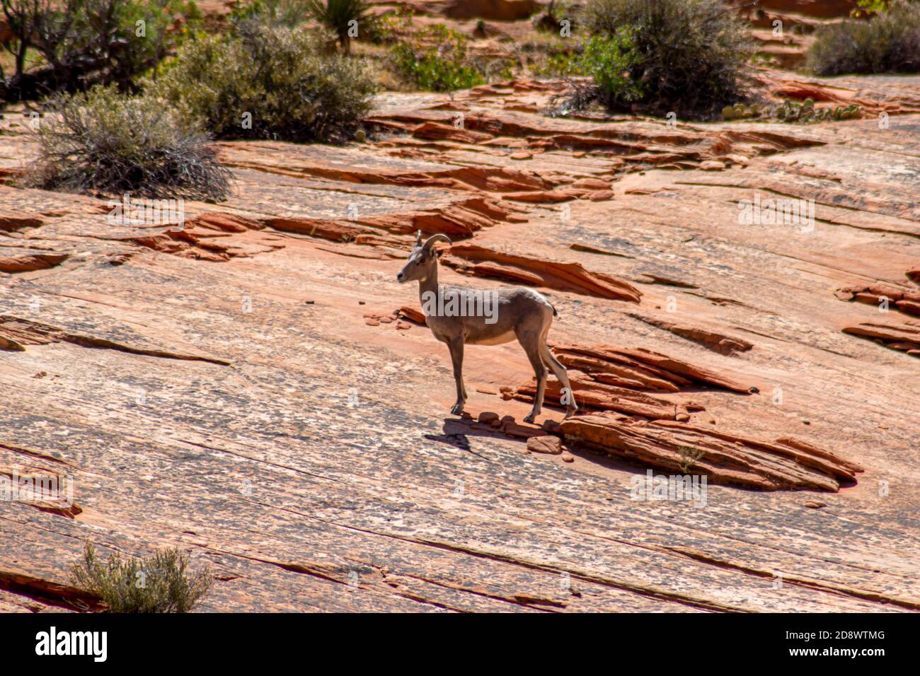 Photo of Zion National Park in Utah, USA. Bighorn sheep Stock Photo - Alamy