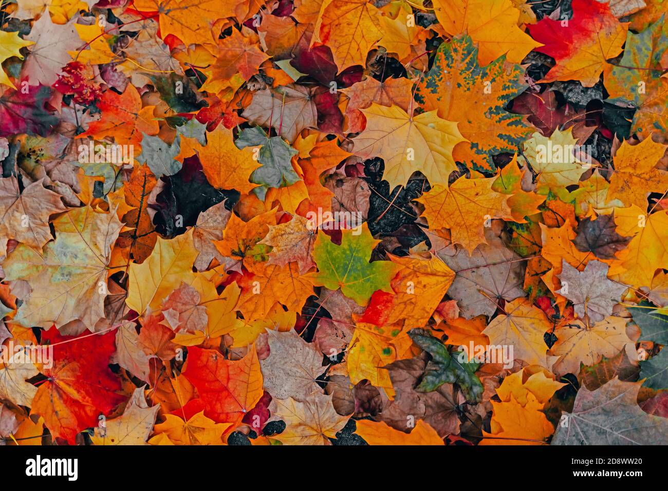 Colorful maple leaves during autumn from above at a grass covered ...