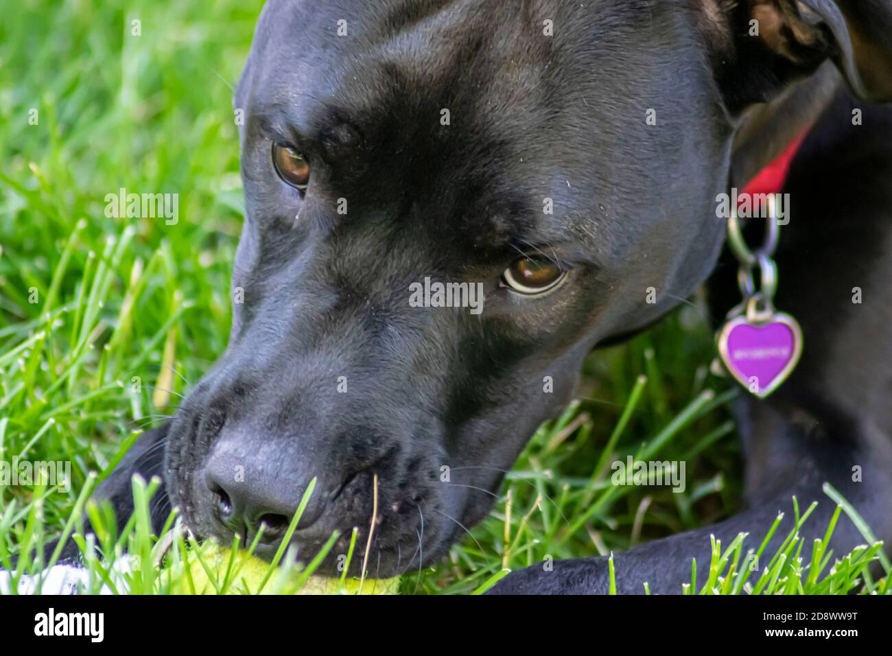 Lab pit mix hi-res stock photography and images - Alamy