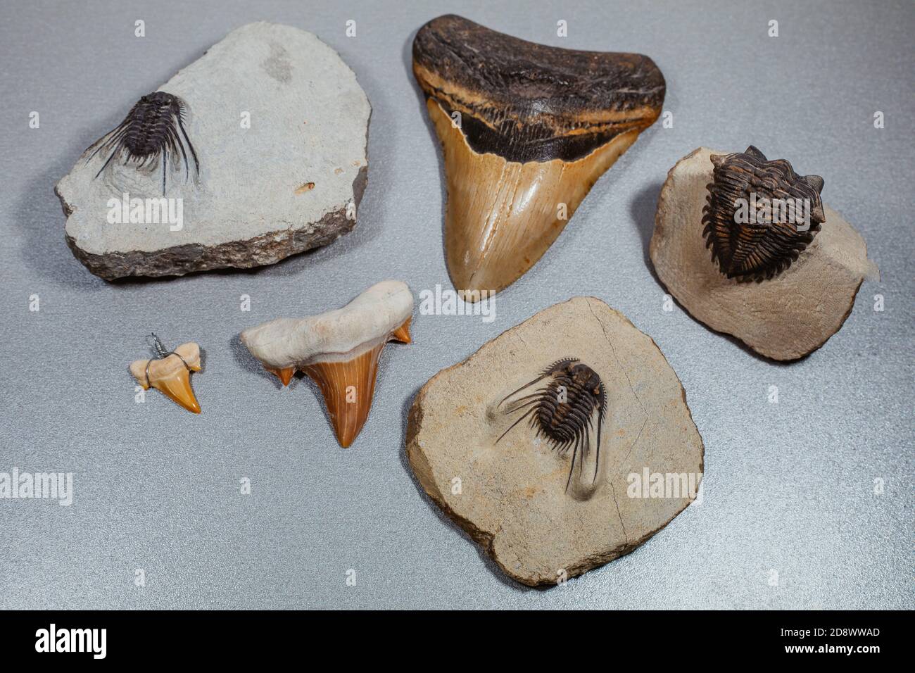 Trilobite fossil paleozoic era hi-res stock photography and images - Alamy