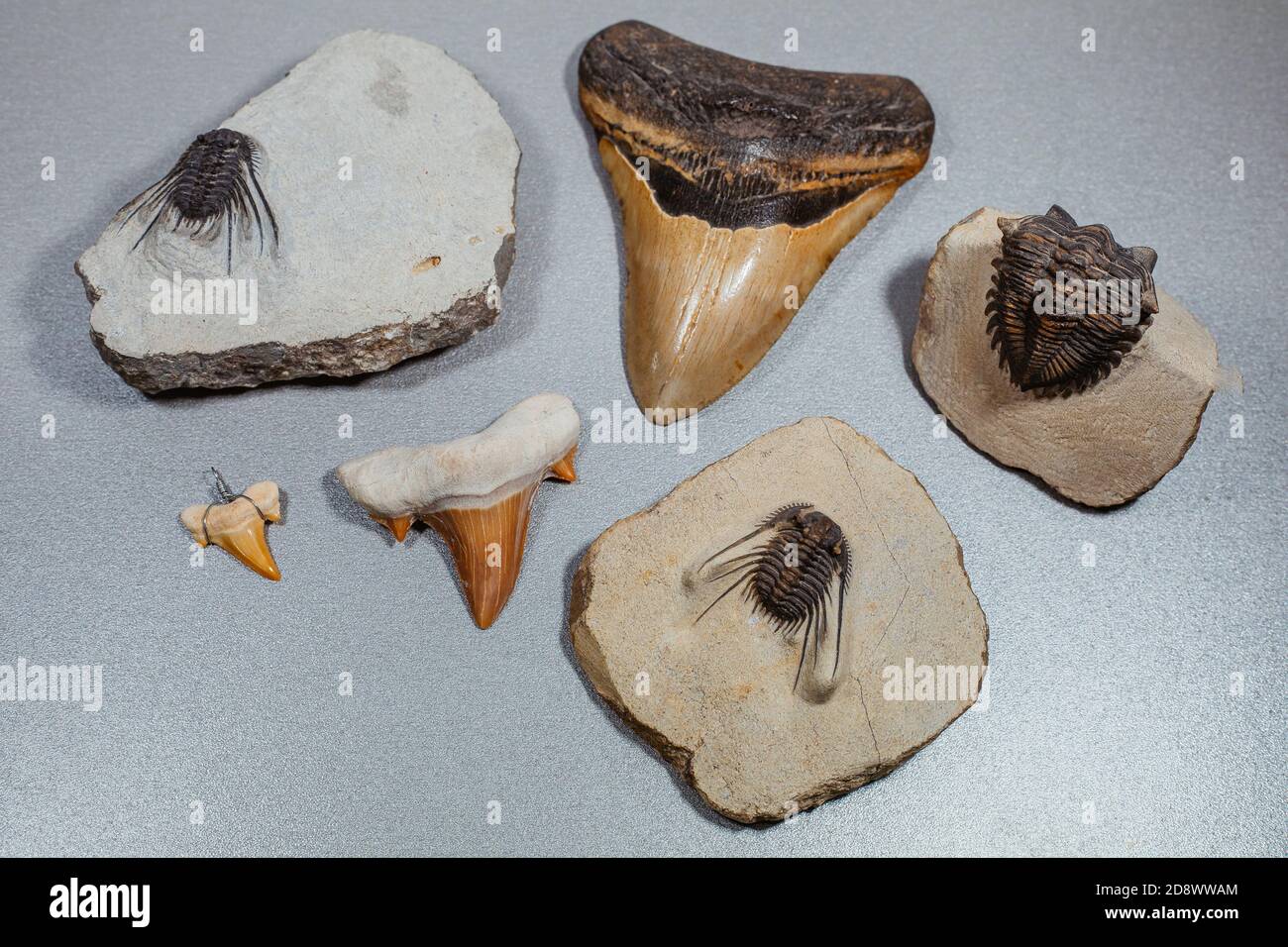 fossil trilobite imprint in stone, paleontology concept Stock Photo - Alamy