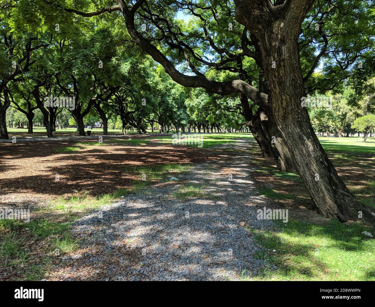 Park with many trees hi-res stock photography and images - Alamy