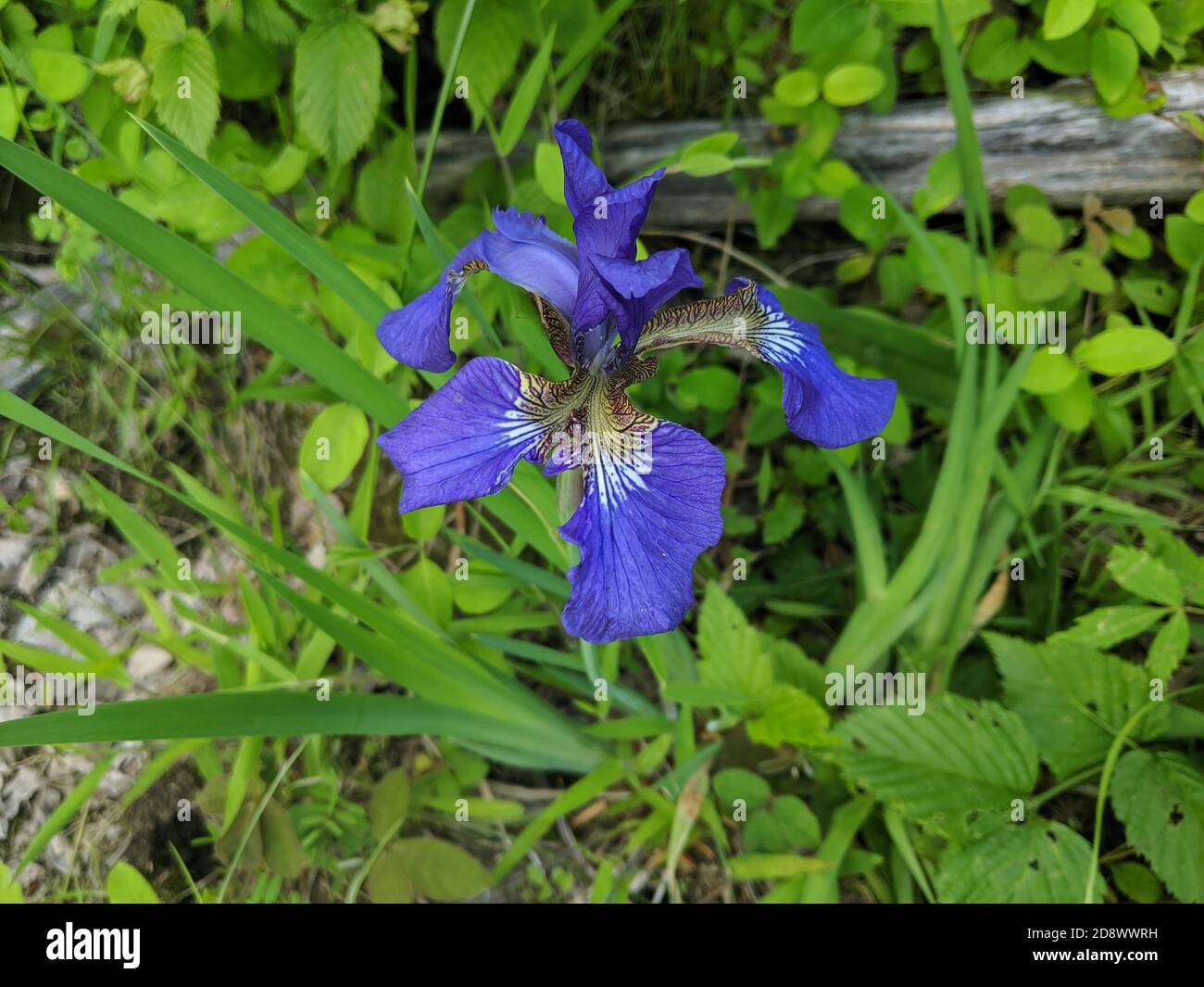 Orris root hi-res stock photography and images - Alamy