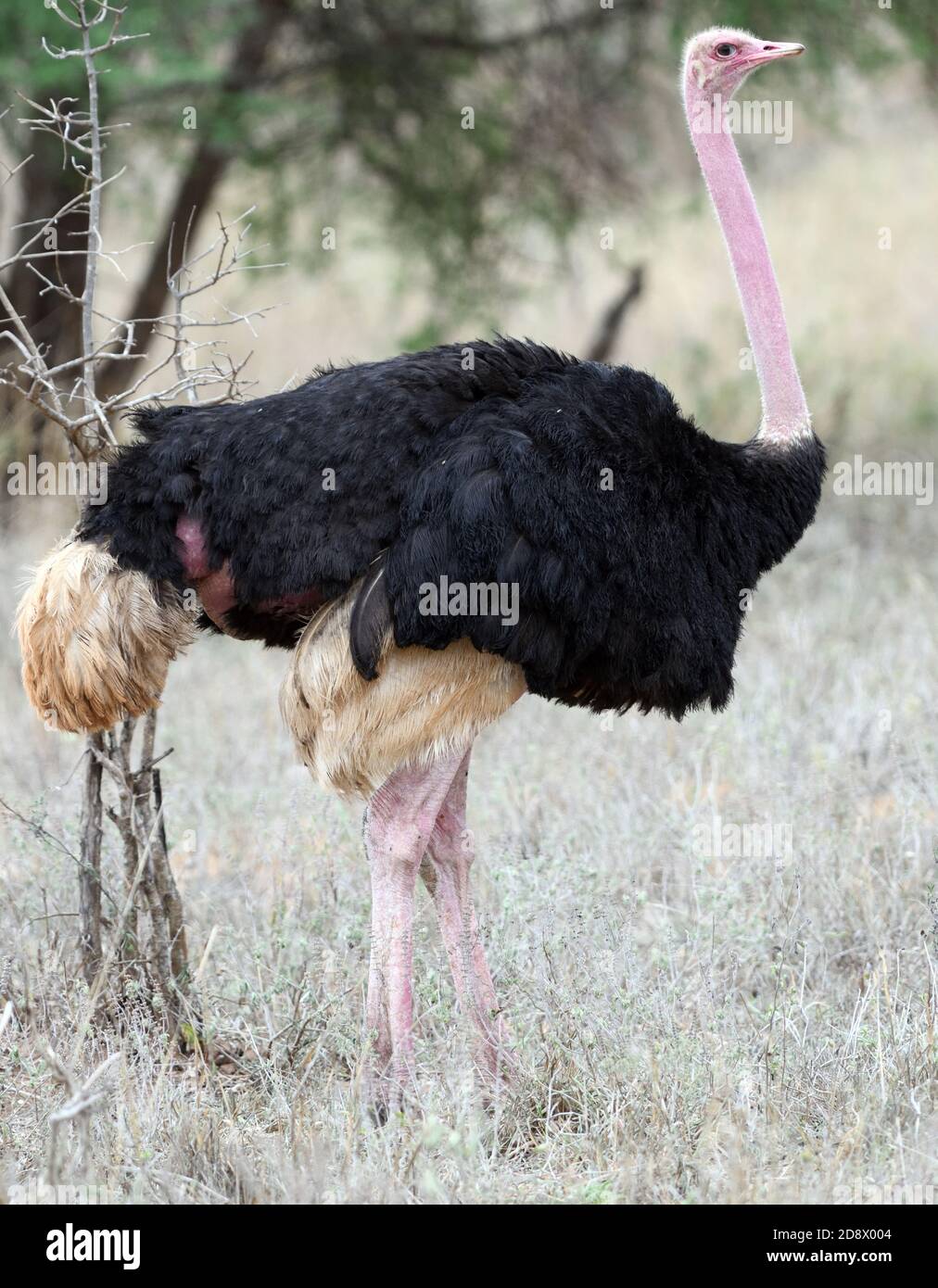 A male common ostrich (Struthio camelus) with its characteristic black ...
